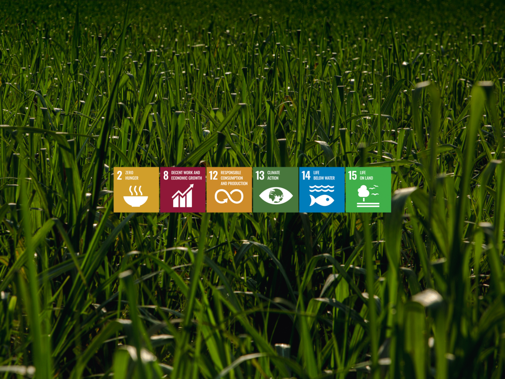 Achieving Sustainable Development Goals with EW